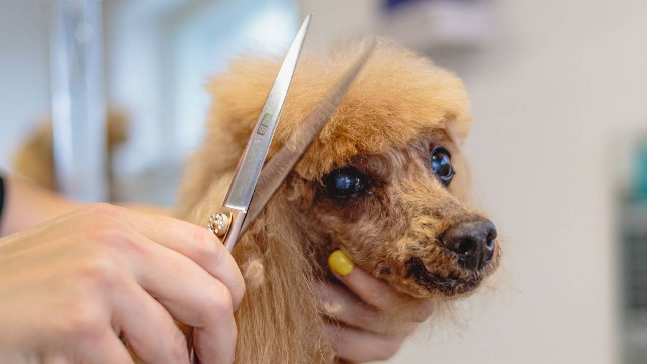 A Beginner’s Guide to Dog Grooming Classes