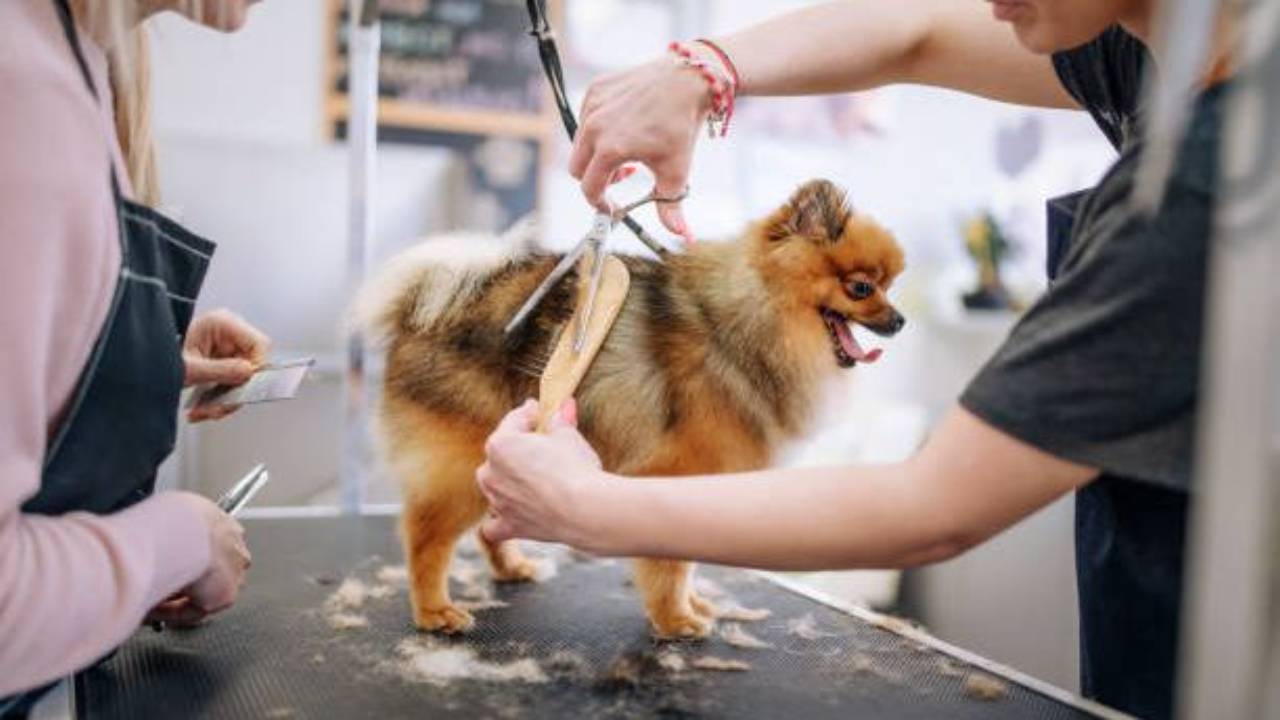 What to Expect from a Professional Dog Grooming Class