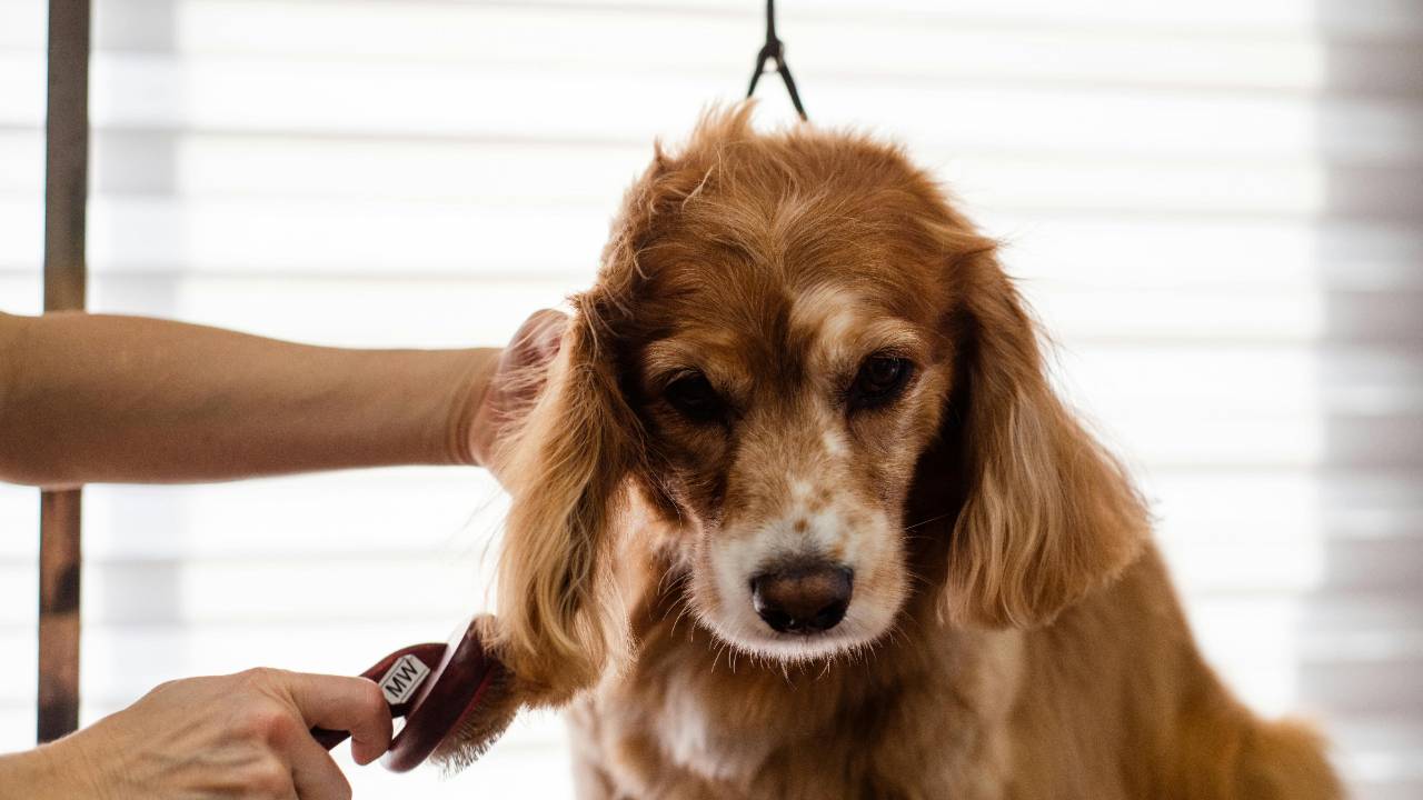 The Best Grooming Courses to Take in 2024