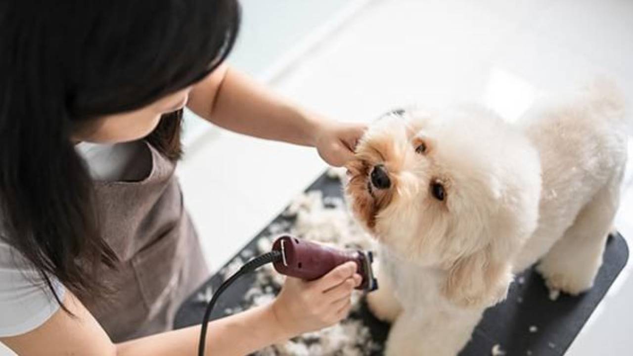 How to Find the Right Dog Grooming Class for Your Pet’s Needs