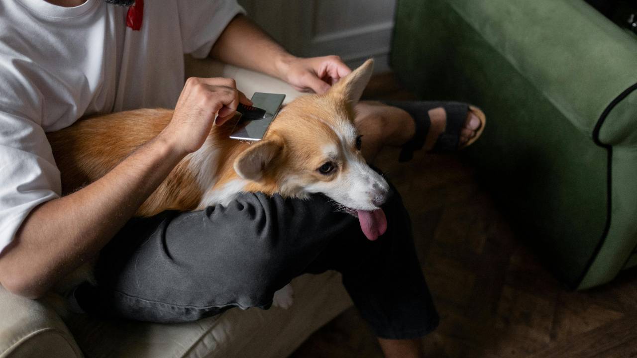 The Benefits of Advanced Dog Grooming Classes for Pet Owners