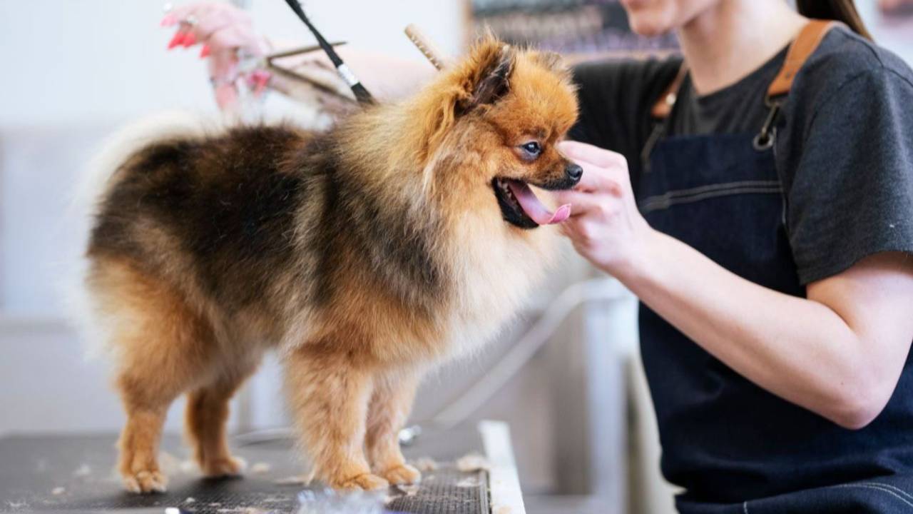 How to Choose the Best Pet Grooming Classes Near Me