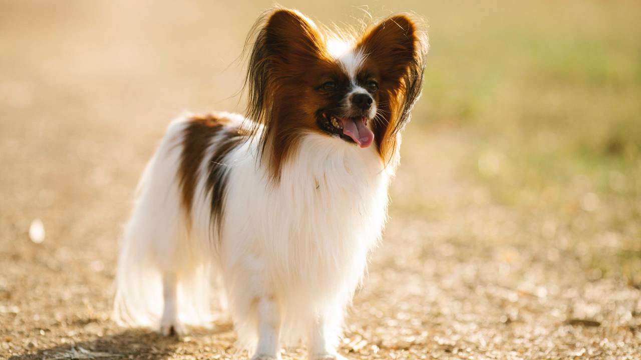 Drop Coat Dog - How to Groom Them