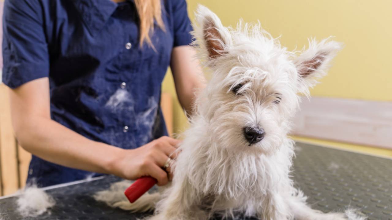 Benefits of Taking Dog Grooming Classes for Professional Development
