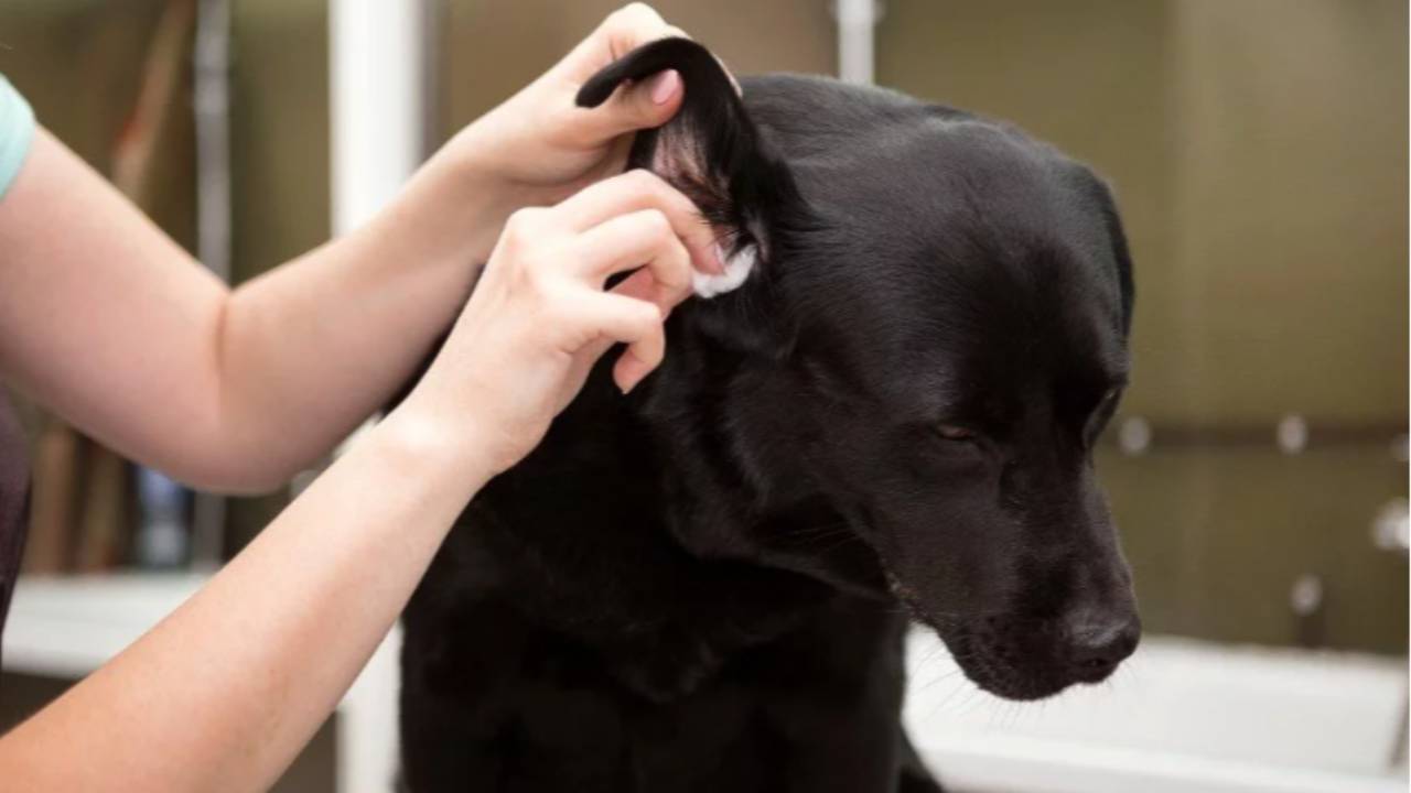 How to Soothe Your Dog's Ears After Grooming