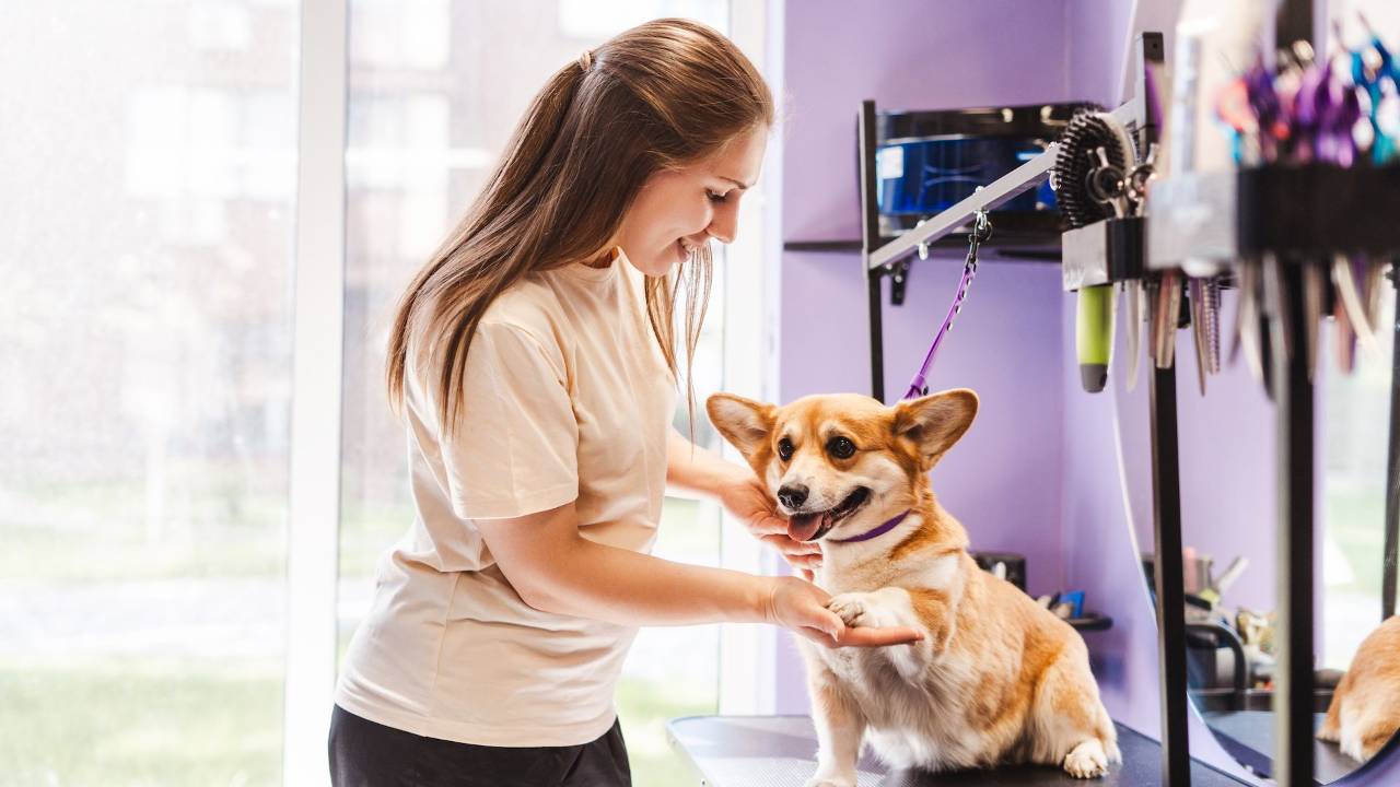 The Benefits of Dog Grooming Classes for Pet Care Professionals