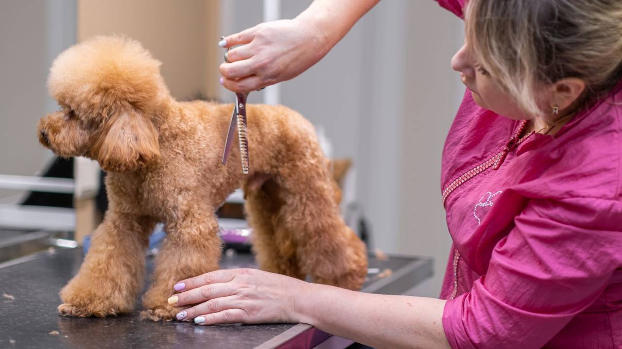 How to Find the Best Dog Grooming Classes in Your Area