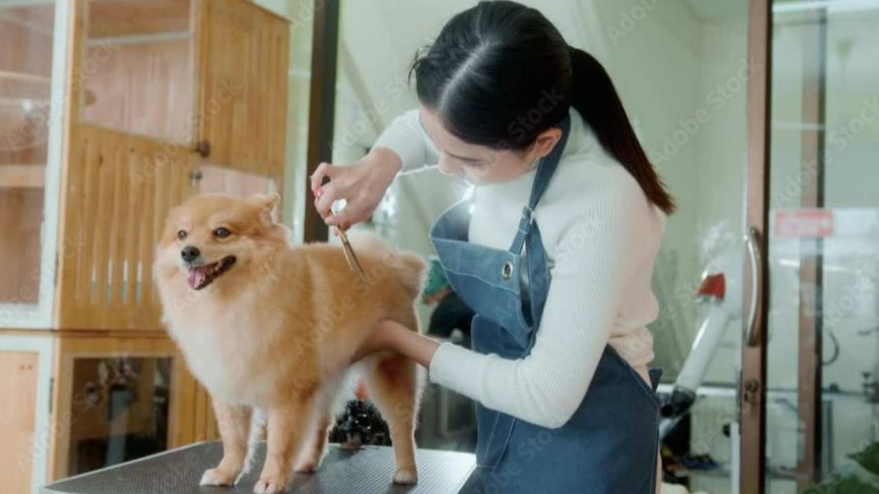 The Benefits of Taking a Dog Grooming Class as a Pet Owner
