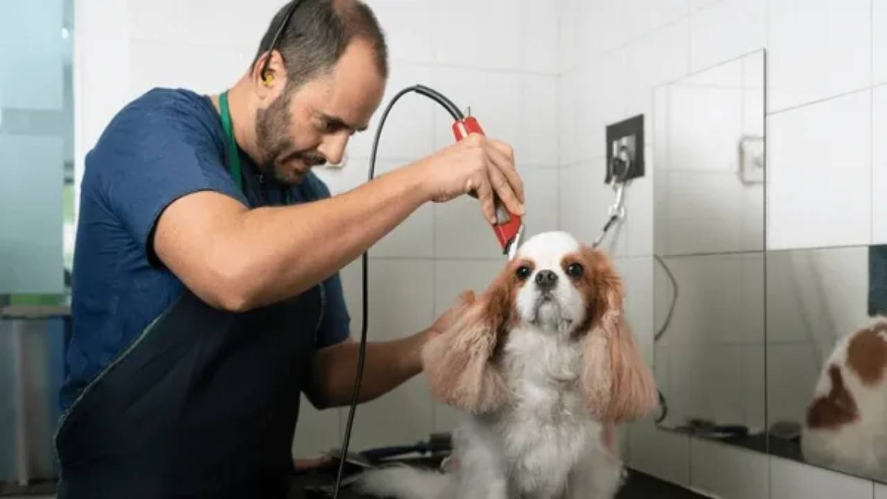 The Benefits of Taking Dog Grooming Classes for Specific Breeds