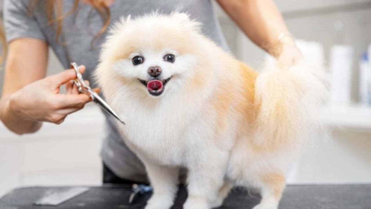 How to Find a Dog Grooming Class That Fits Your Schedule