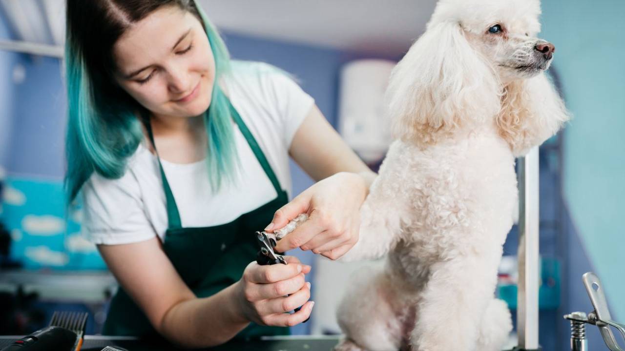 Dog Groomer Classes Near Me: Finding the Right Program