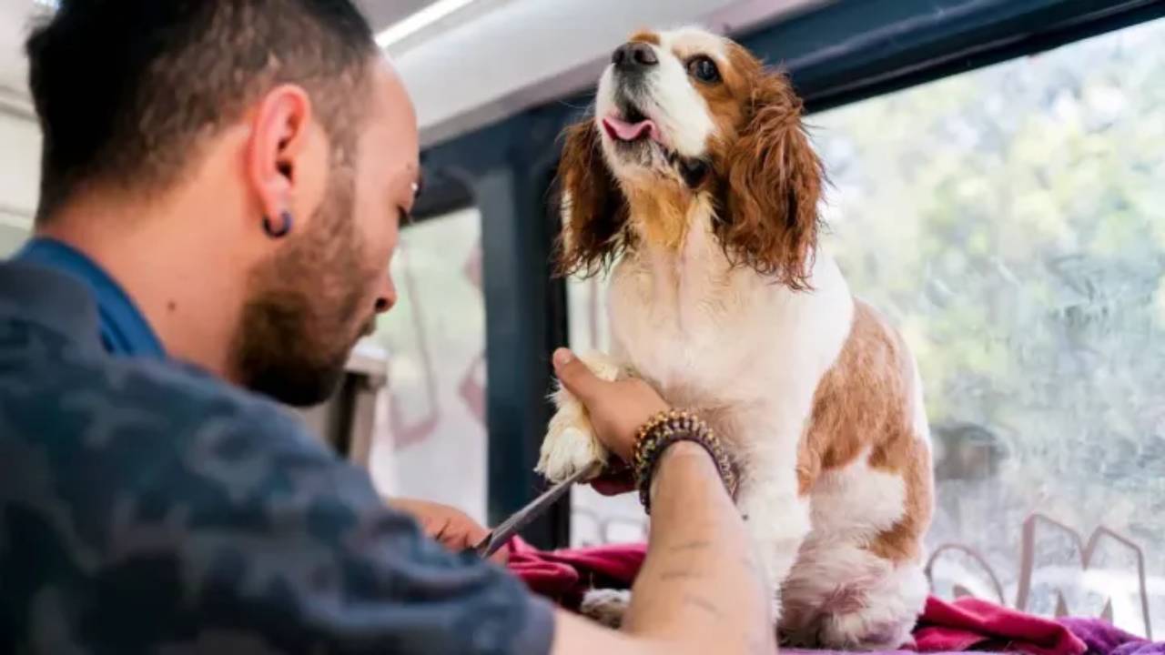 How to Choose the Right Dog Grooming Classes for Your Pet’s Needs