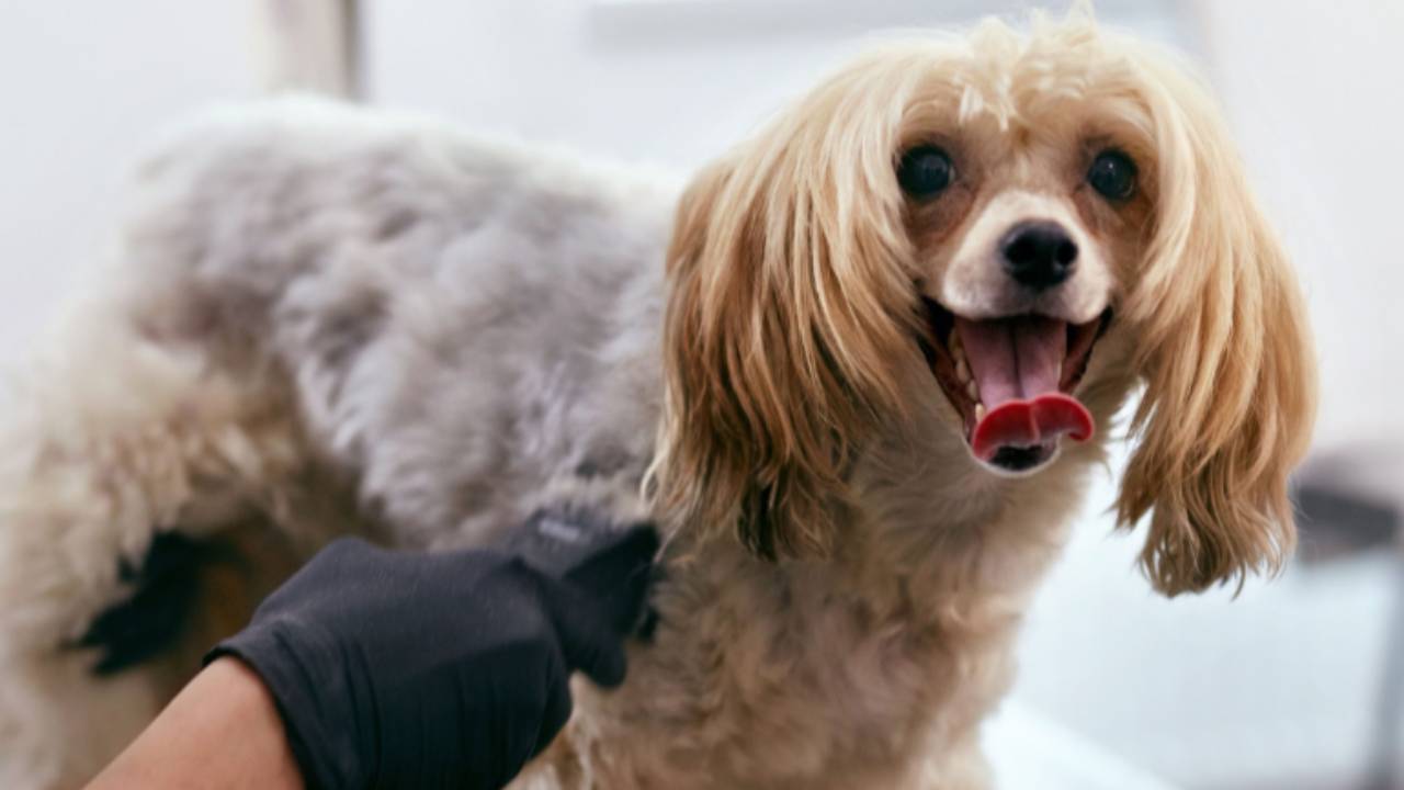 The Top 5 Grooming Mistakes You Should Avoid