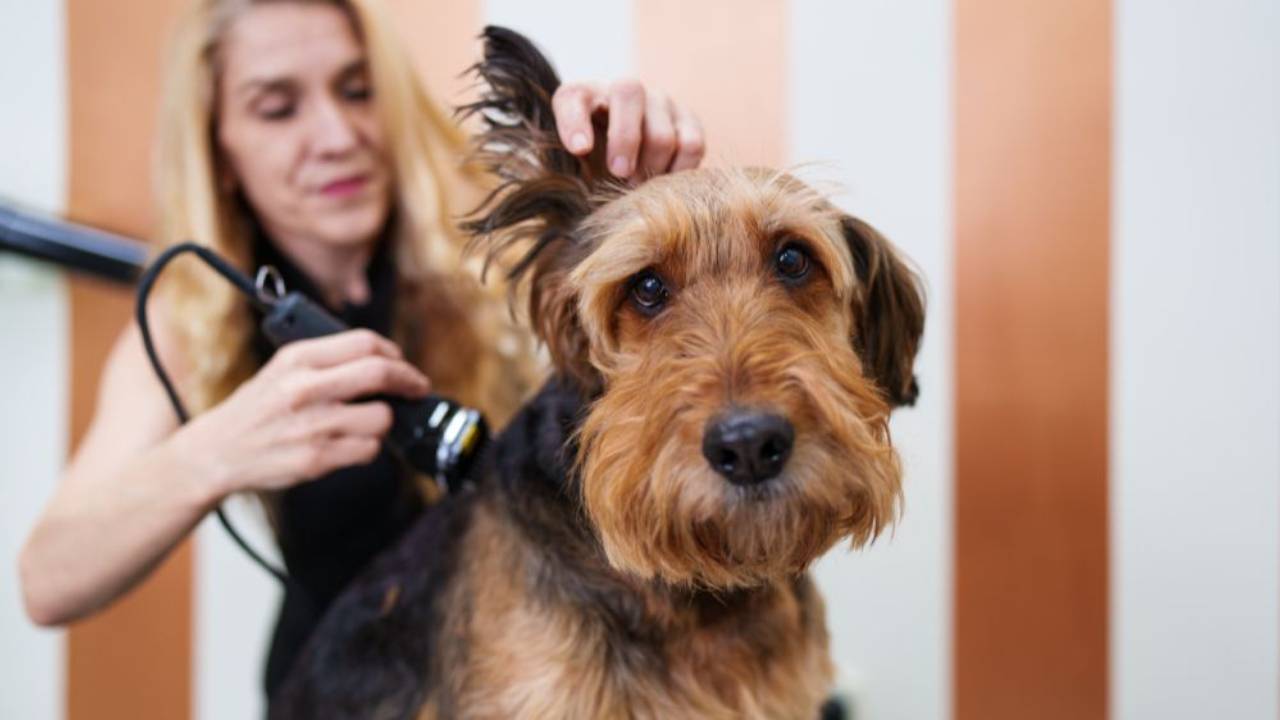 How to Find the Right Dog Grooming Class for Your Pet’s Needs
