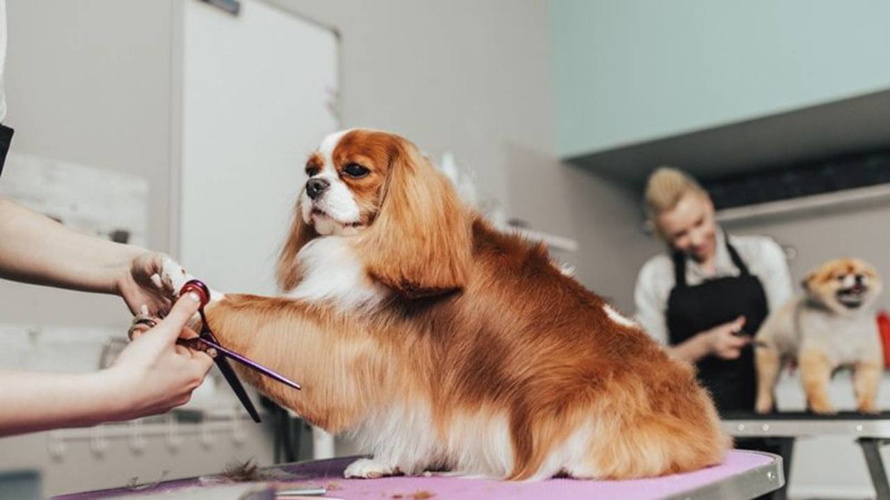 How to Find the Right Dog Grooming Classes Online