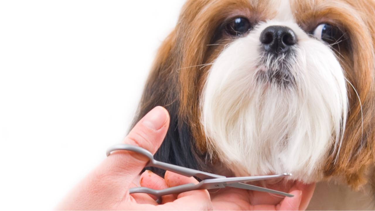 Where to Learn to Groom Pets in Canada