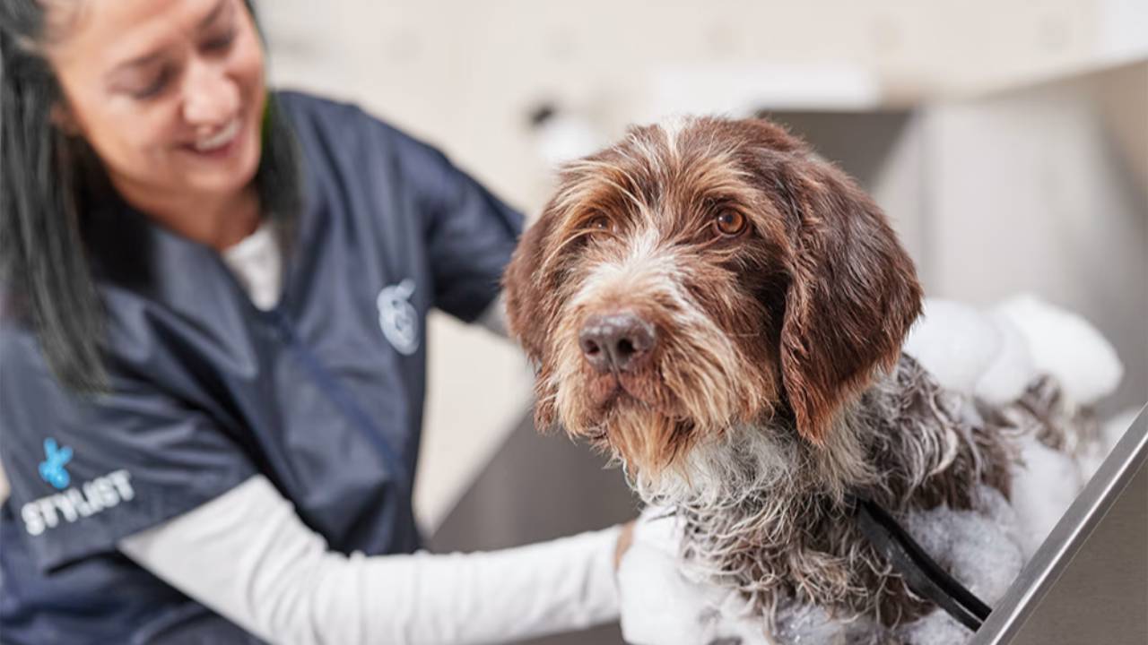 How to Prepare for Your Dog’s Grooming Appointment