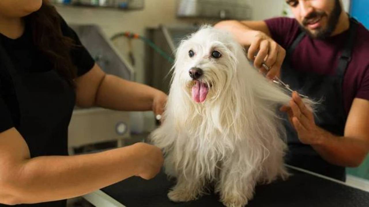How to Prepare Your Dog for a Grooming Class