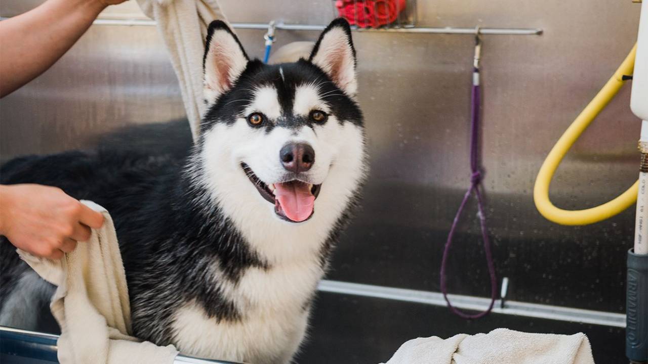 How to Groom a Husky