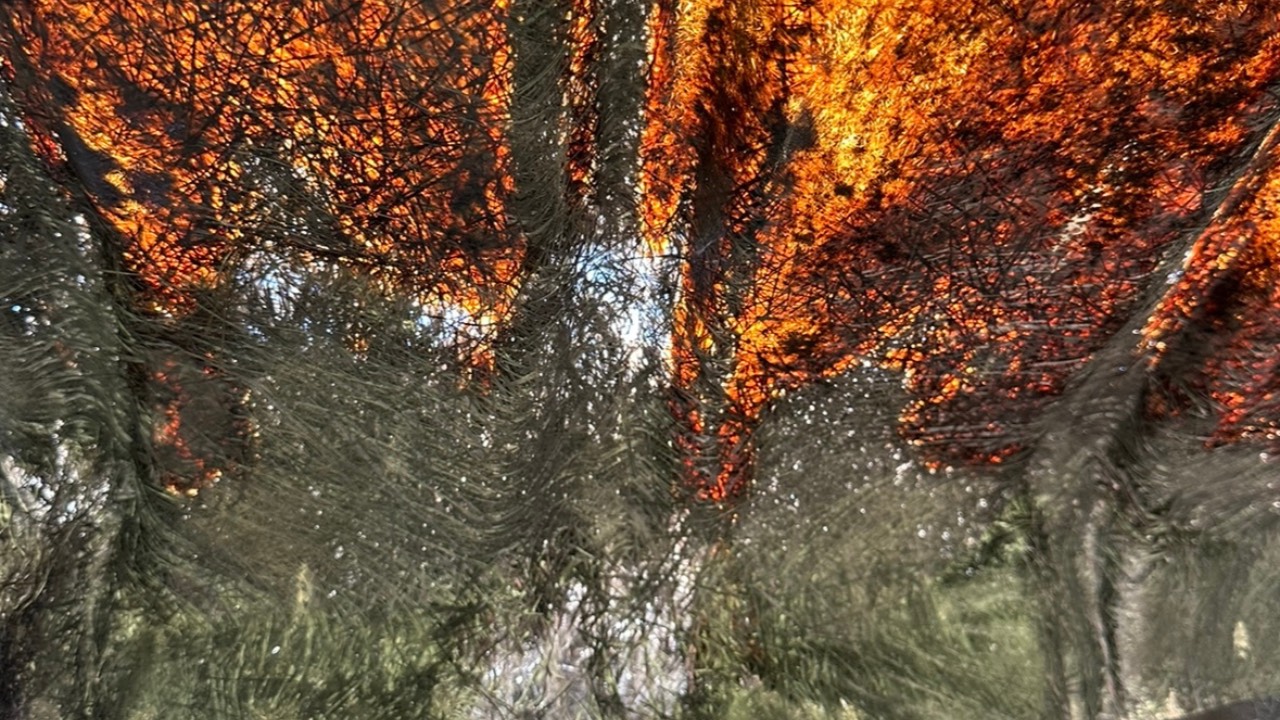 Lessons from Mother Nature | Resilience & Handling Life’s Fires