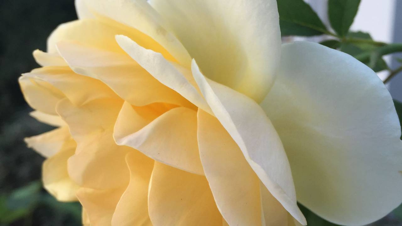 Hawthorn & Rose: Healing the Heart