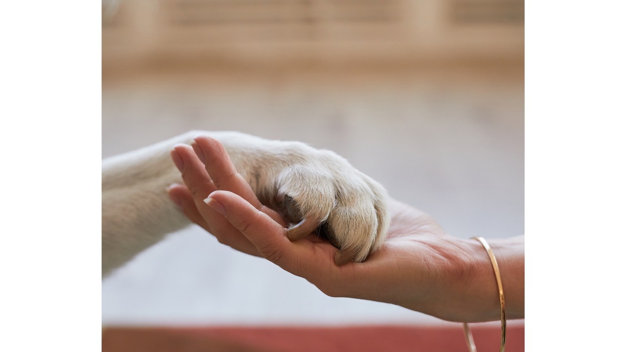 Signs Your Pet Wants to Return Through Pet Reincarnation