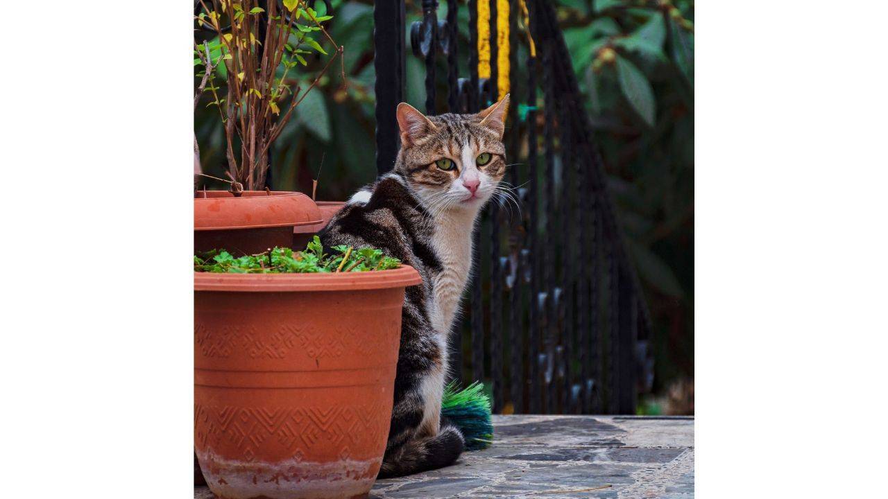 Why Do Pets Go Missing? An Animal Communication Insight