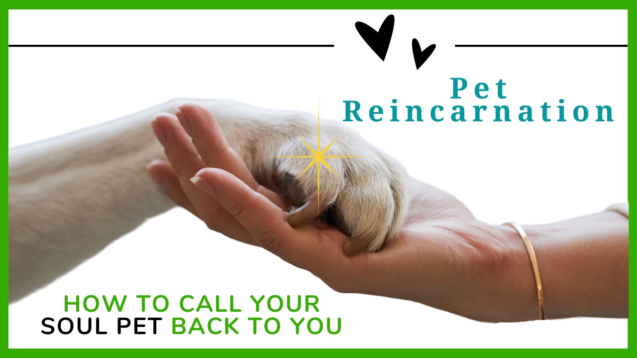 Pet Reincarnation Guide