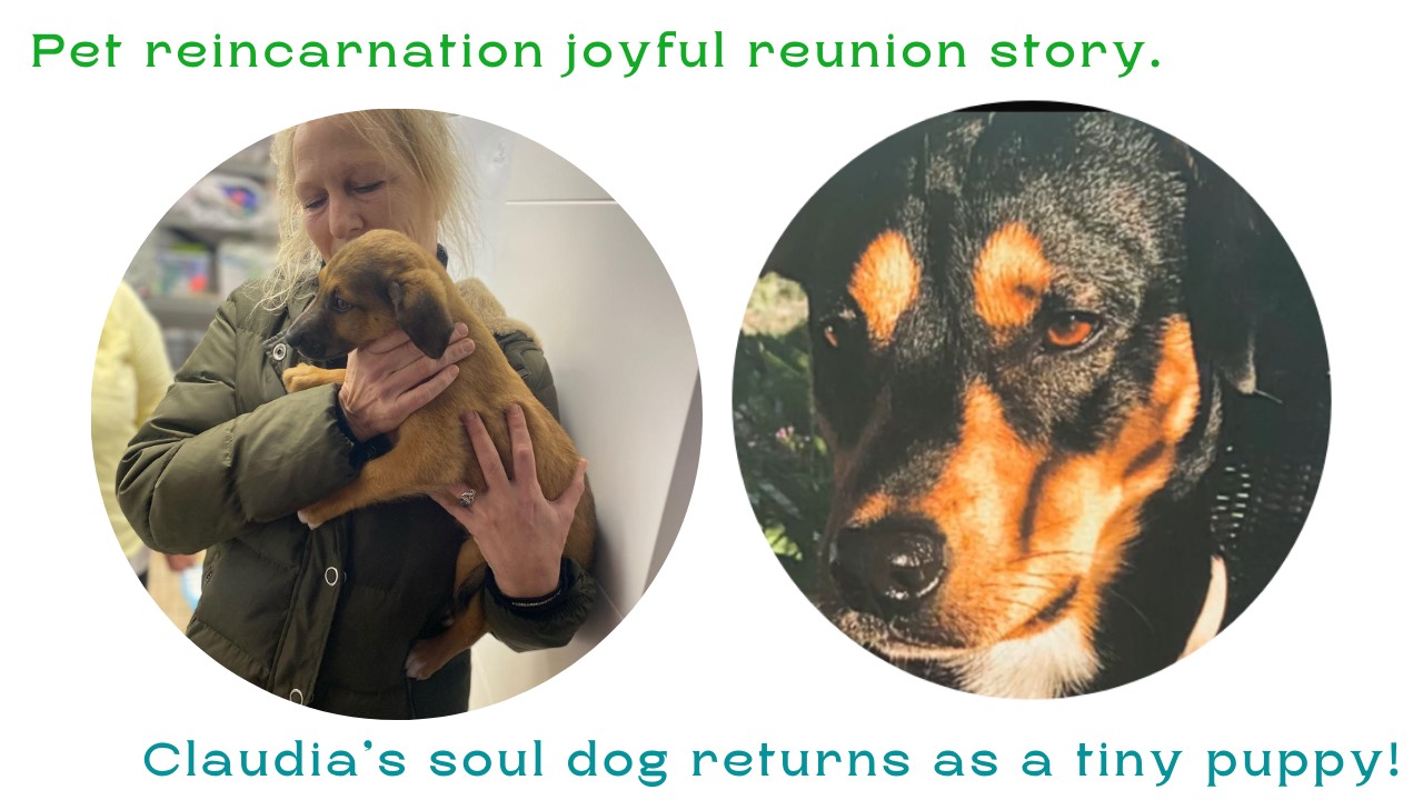 Pet Reincarnation Miracle Claudia's Soul Dog Tibet Returns