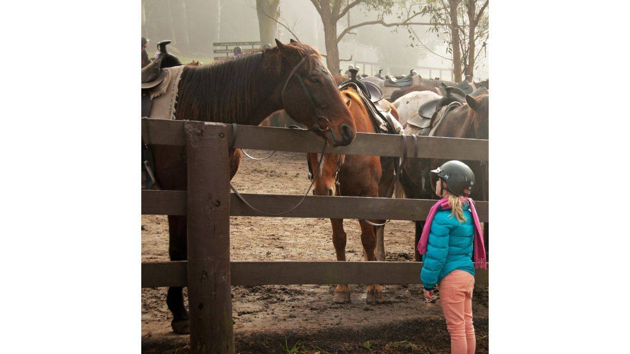 What Is It Like to Talk to Animals With Animal Communication?