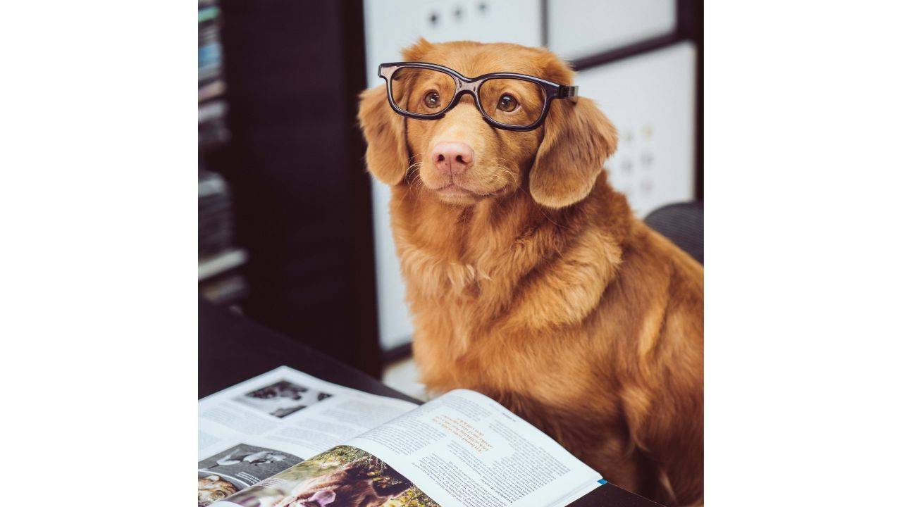 Animal Intelligence How Smart Is Your Pet?
