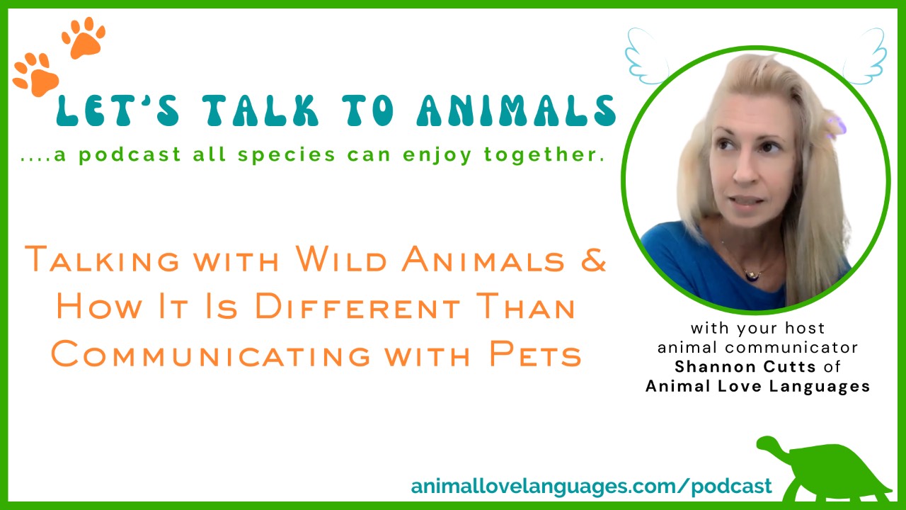 Talking with Wild Animals & How It Is Different from Pet Communication