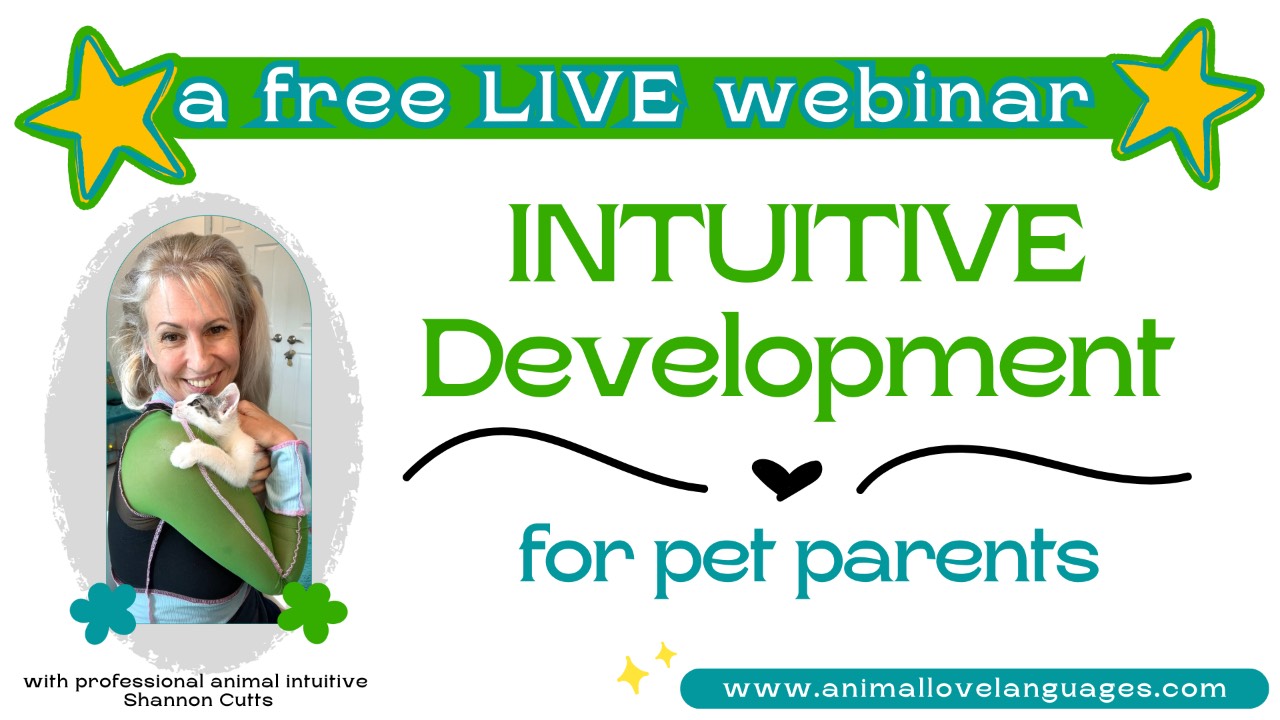 Intuitive Development for Pet Parents Webinar
