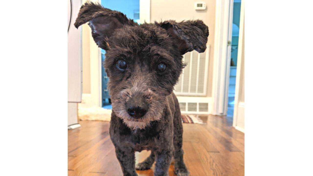 Casi the Dog's Story: We Are Partners