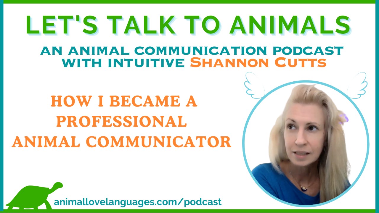 How I Became a Professional Animal Communicator