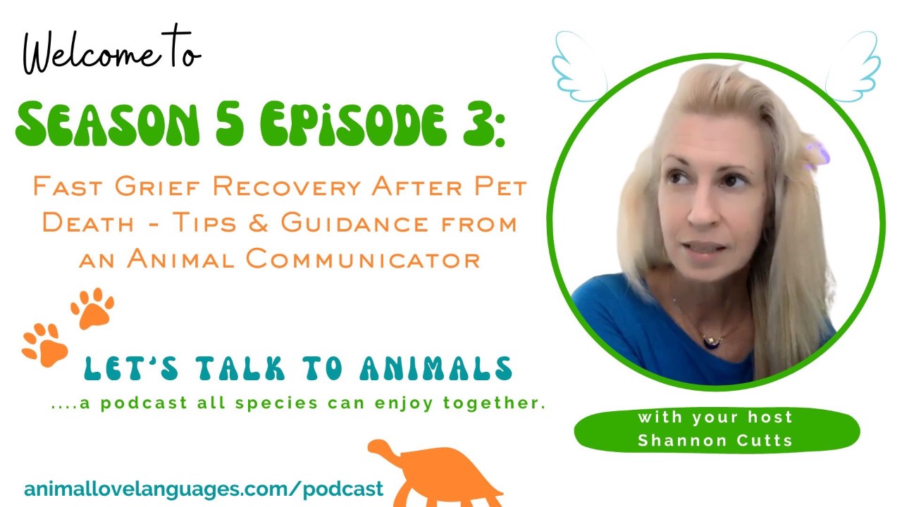 Fast Grief Recovery After Pet Death