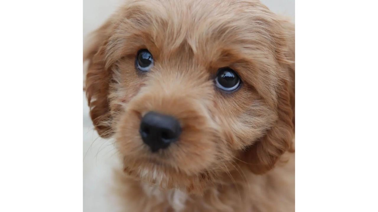 Support Groups for Pet Loss and Grief