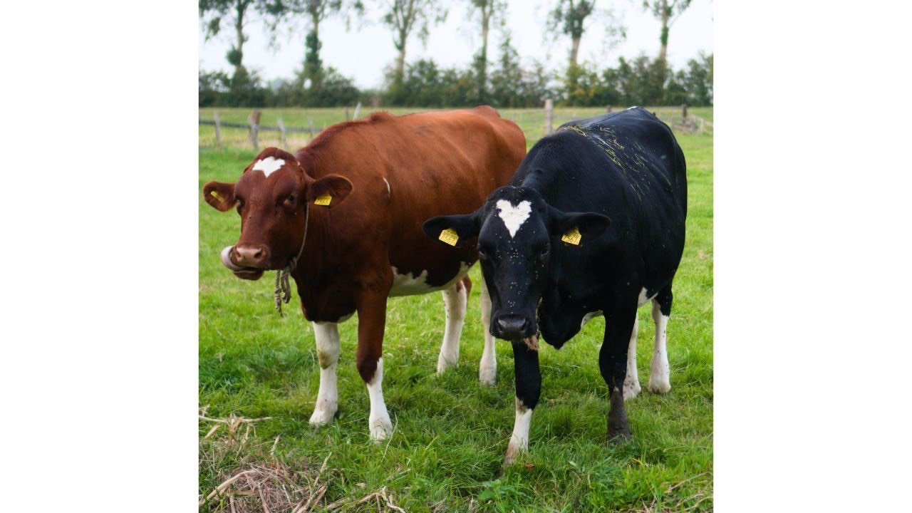 My Three Favorite Movies About Animal Communication