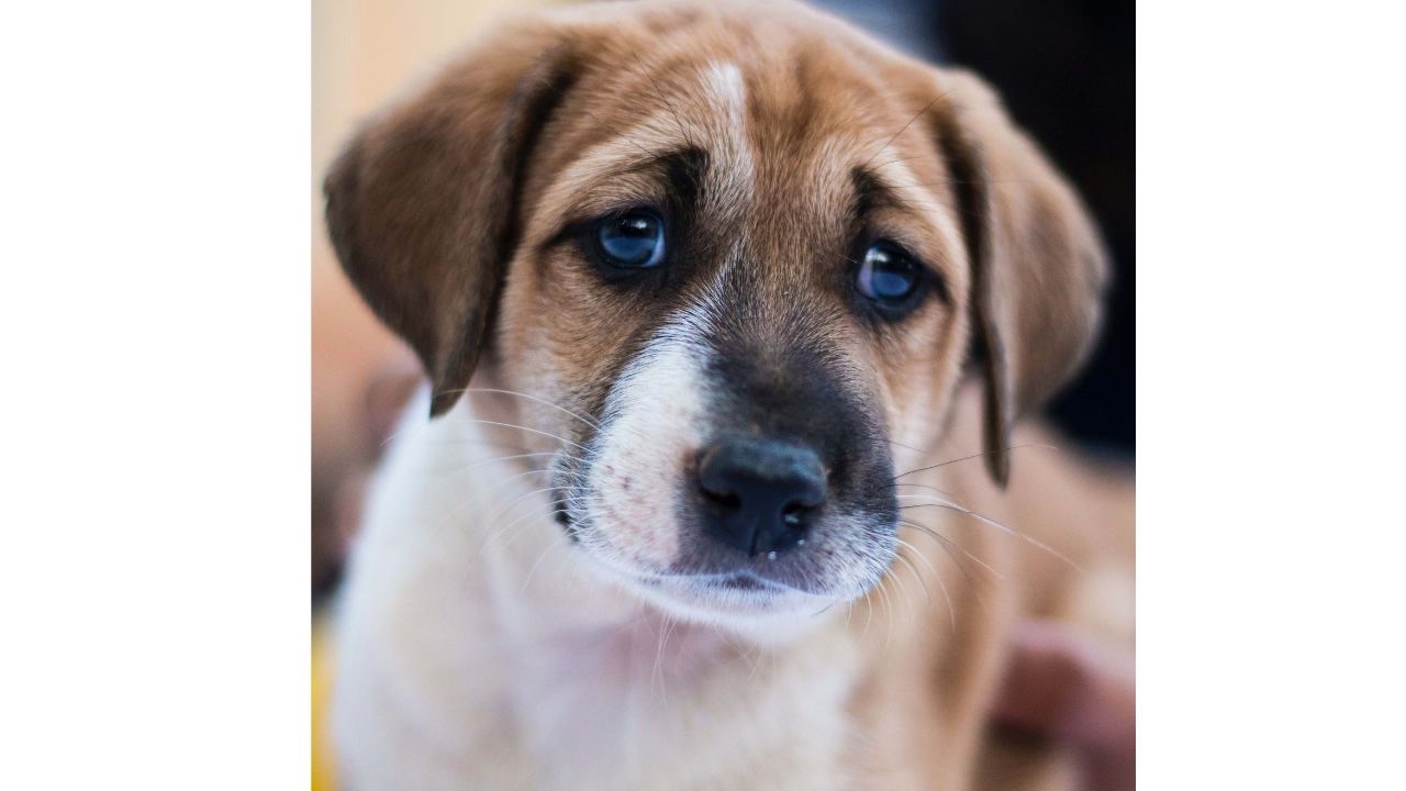 Is Your Pet Worried or Anxious? There Is a Difference