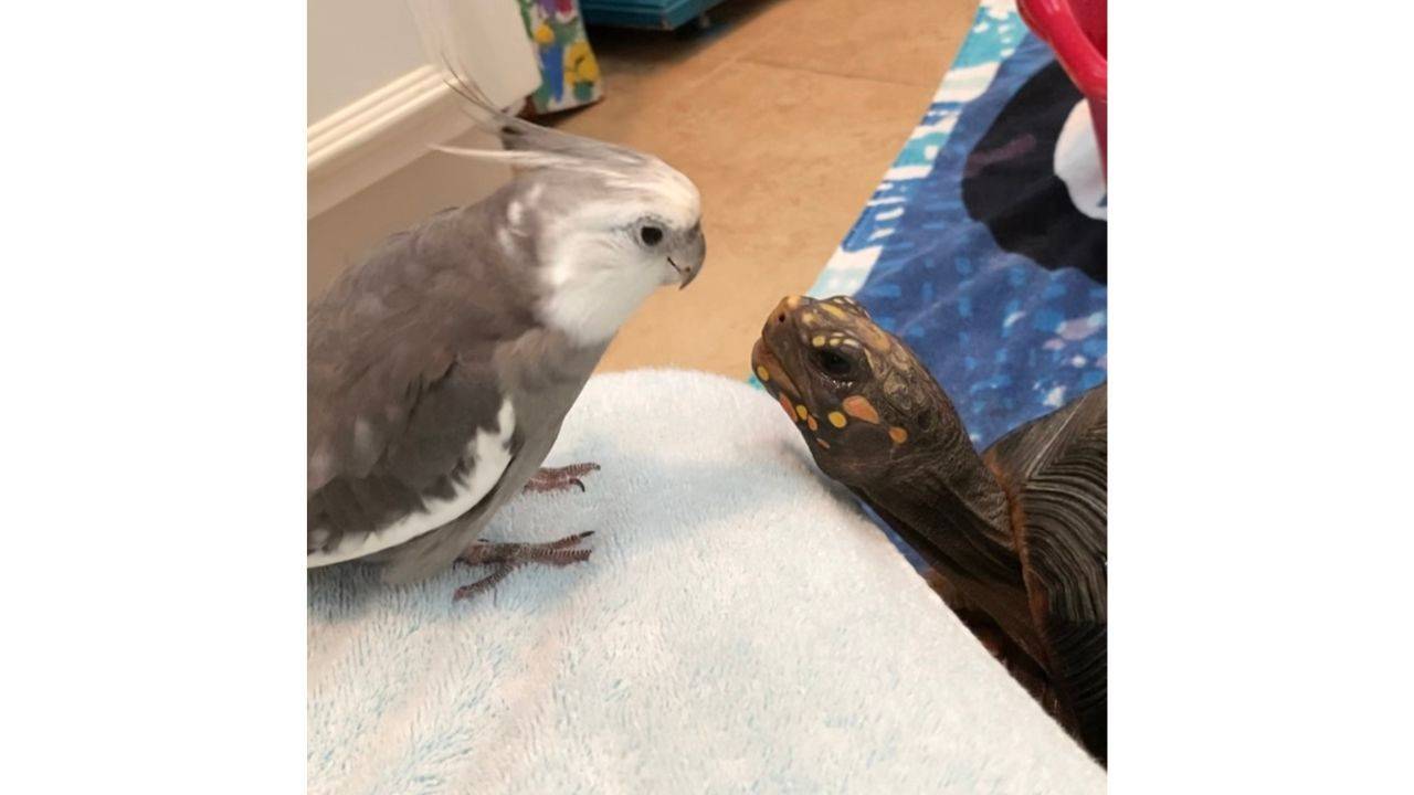 How to Know Your Pet Is Talking to You Through Animal Communication