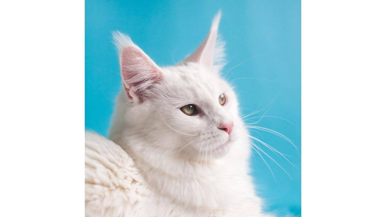 Coping with the Guilt of Pet Death