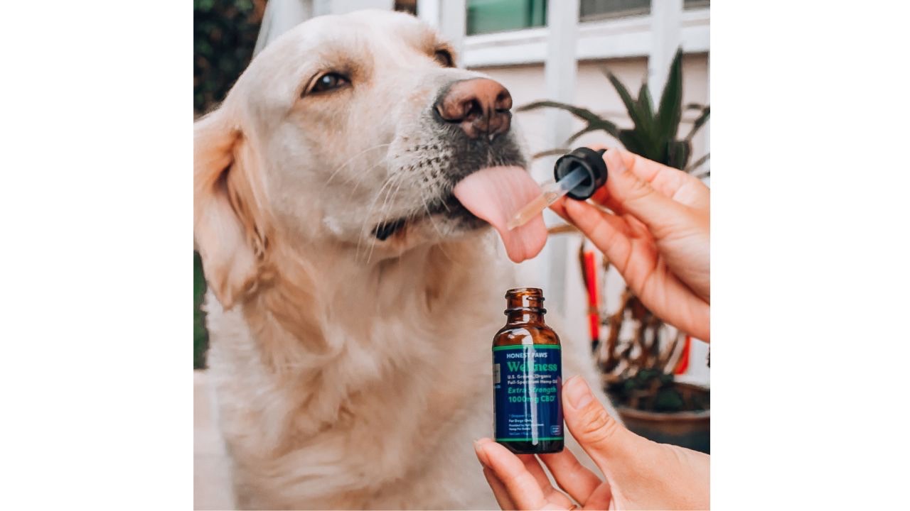 Essential Oils & Other Natural Healing Options for Pets