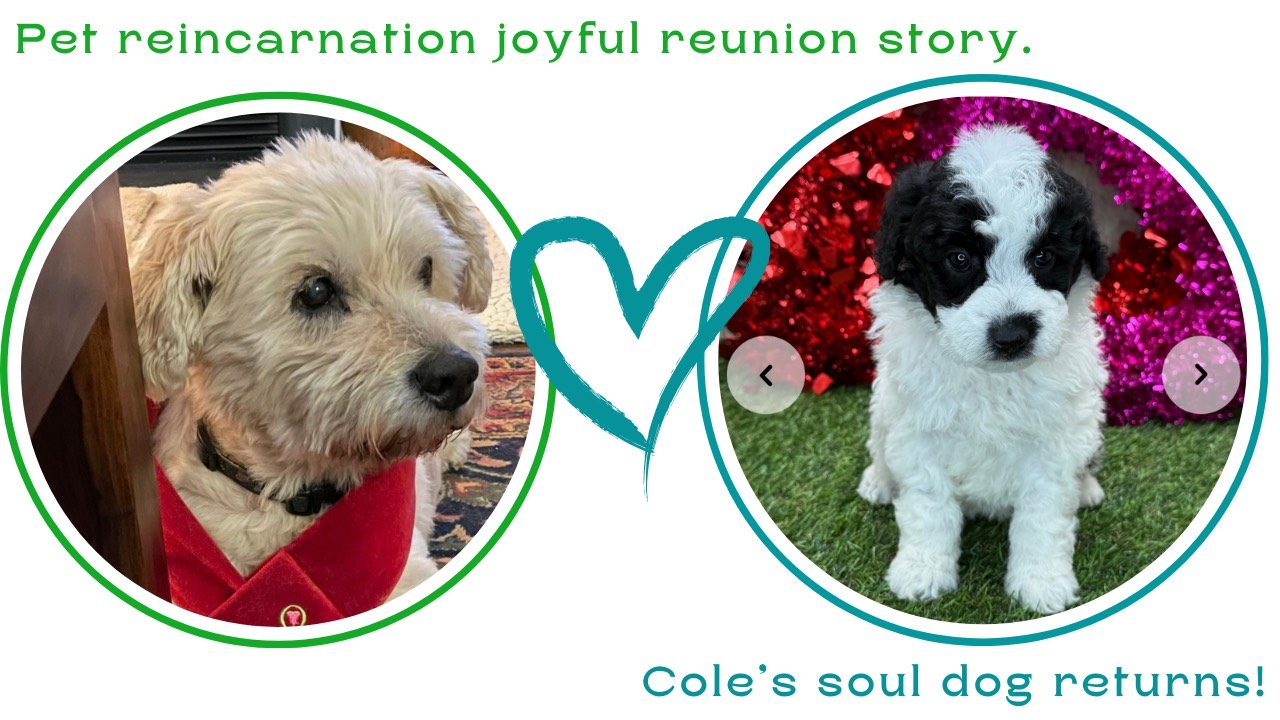 Riley Dog Returns A Pet Reincarnation True Story