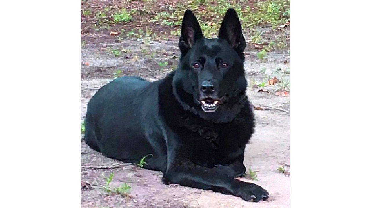 Chief the German Shepherd's Story: May I Take Your Order?