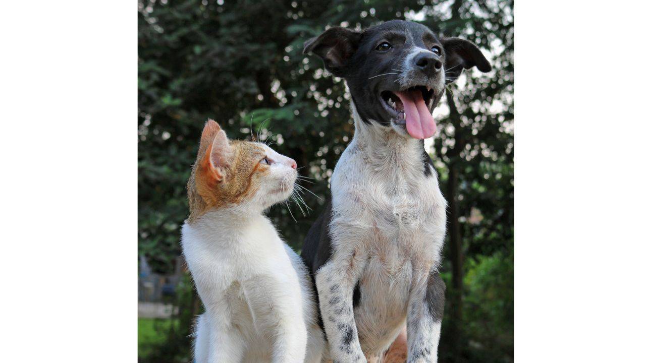 What Is Animal Communication & How Does It Work?