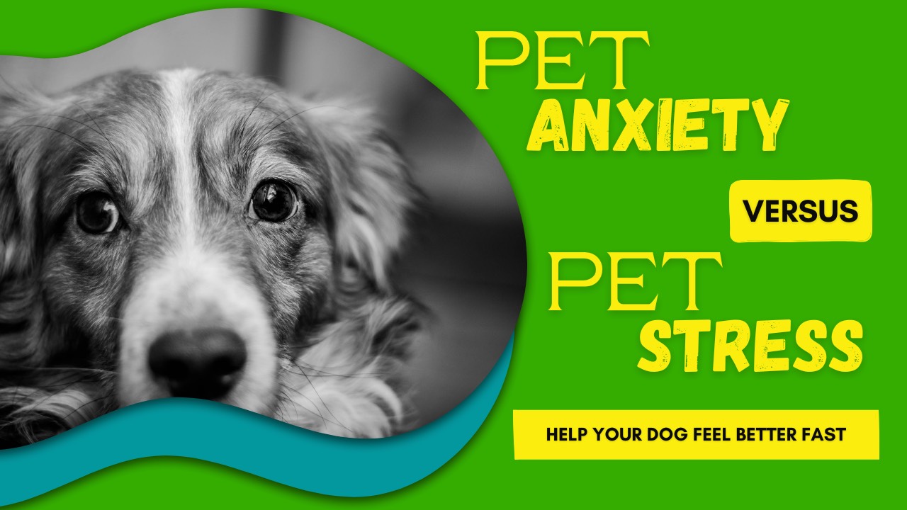 Dog Anxiety Vs Dog Stress 5 Tips to Help Your Pet Feel Better Fast
