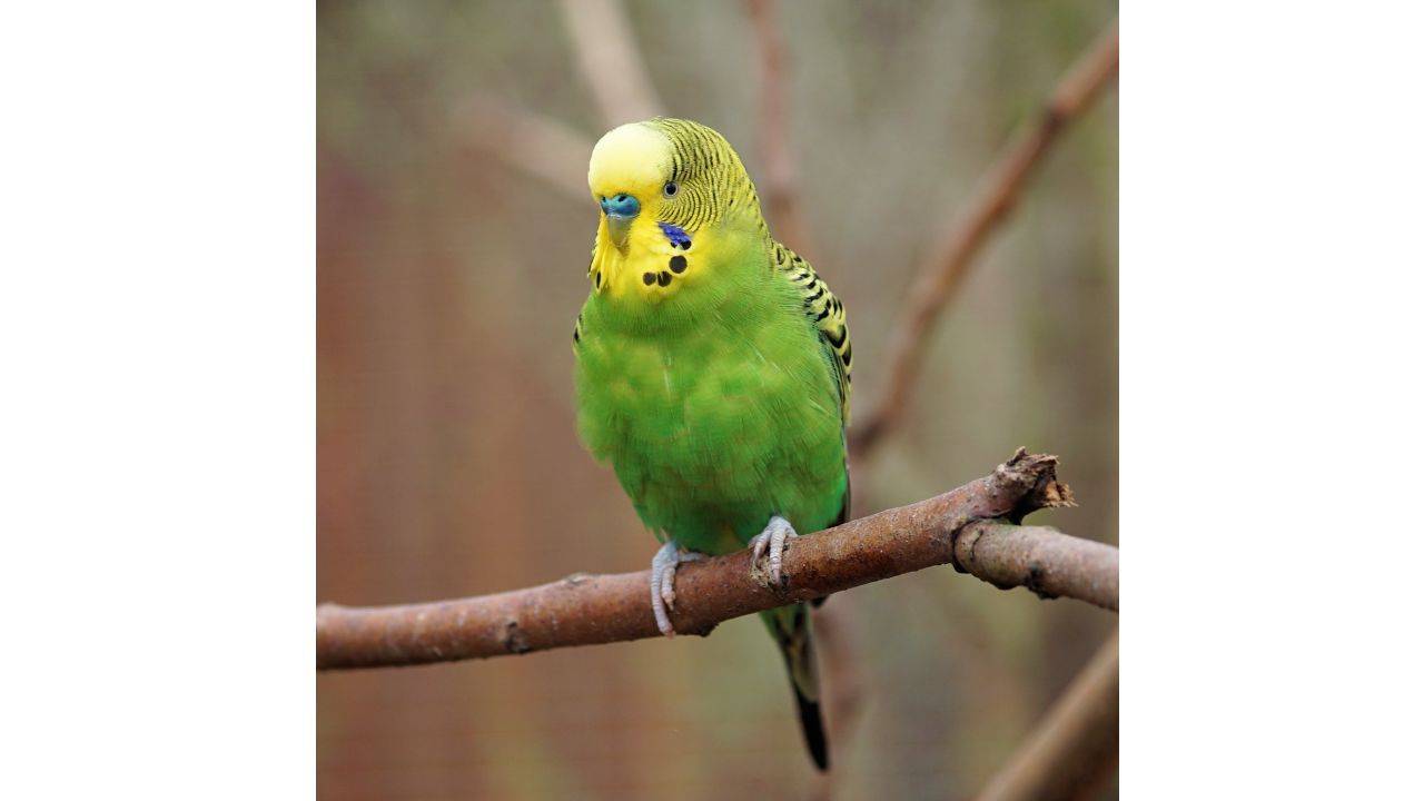 Pet Reincarnation What Is It and How Does It Work