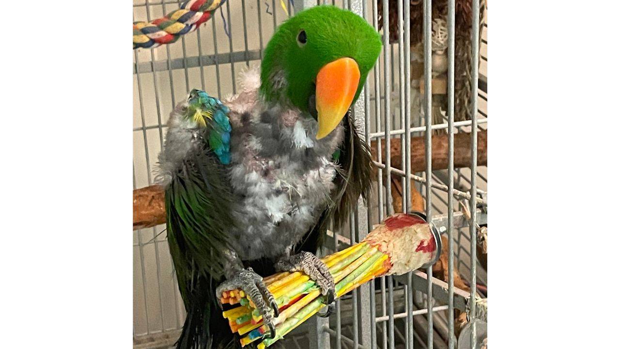 Eli the Bird's Story: Please Let Me Stay