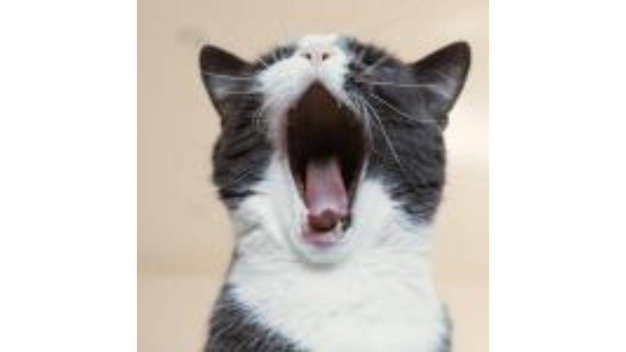 50 Science Supported Lesser Known Facts About Cats