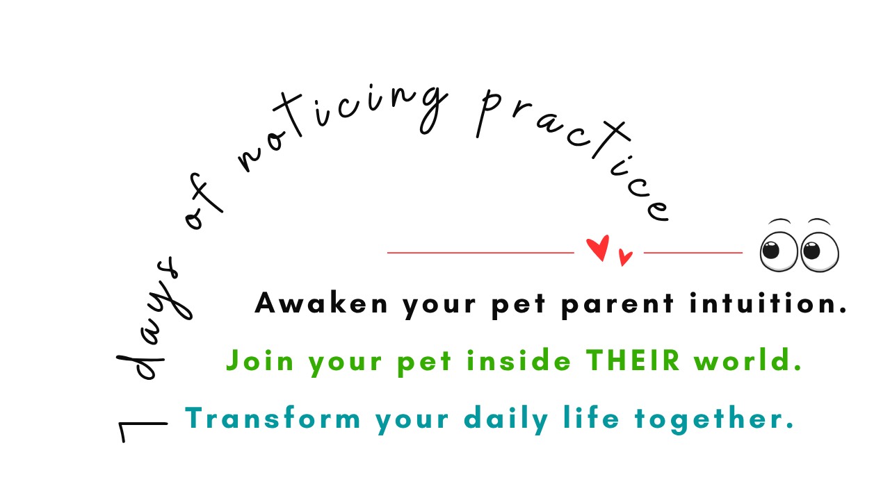 7 Days of Noticing Practice